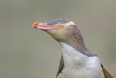NZ Wildlife Photography Tour - New Zealand Photography Workshops
